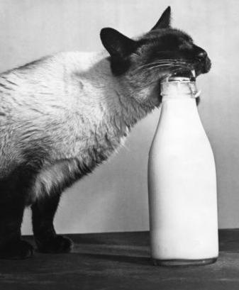 Exploding Milk Bottles! When Ice and Dairy collide… – Dr Stuart Farrimond